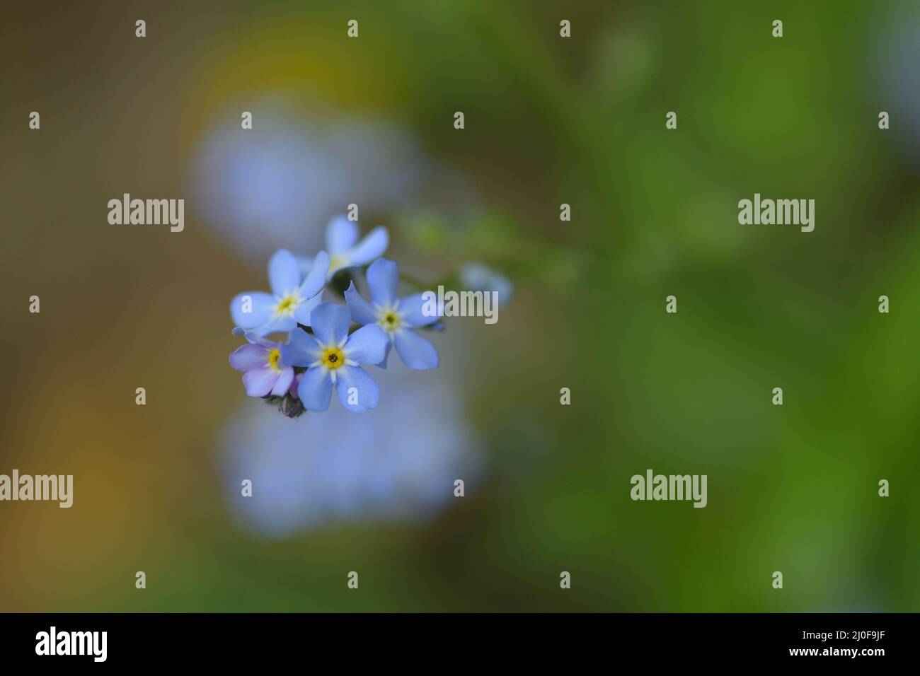 Forget-me-nots on a meadow Stock Photo - Alamy