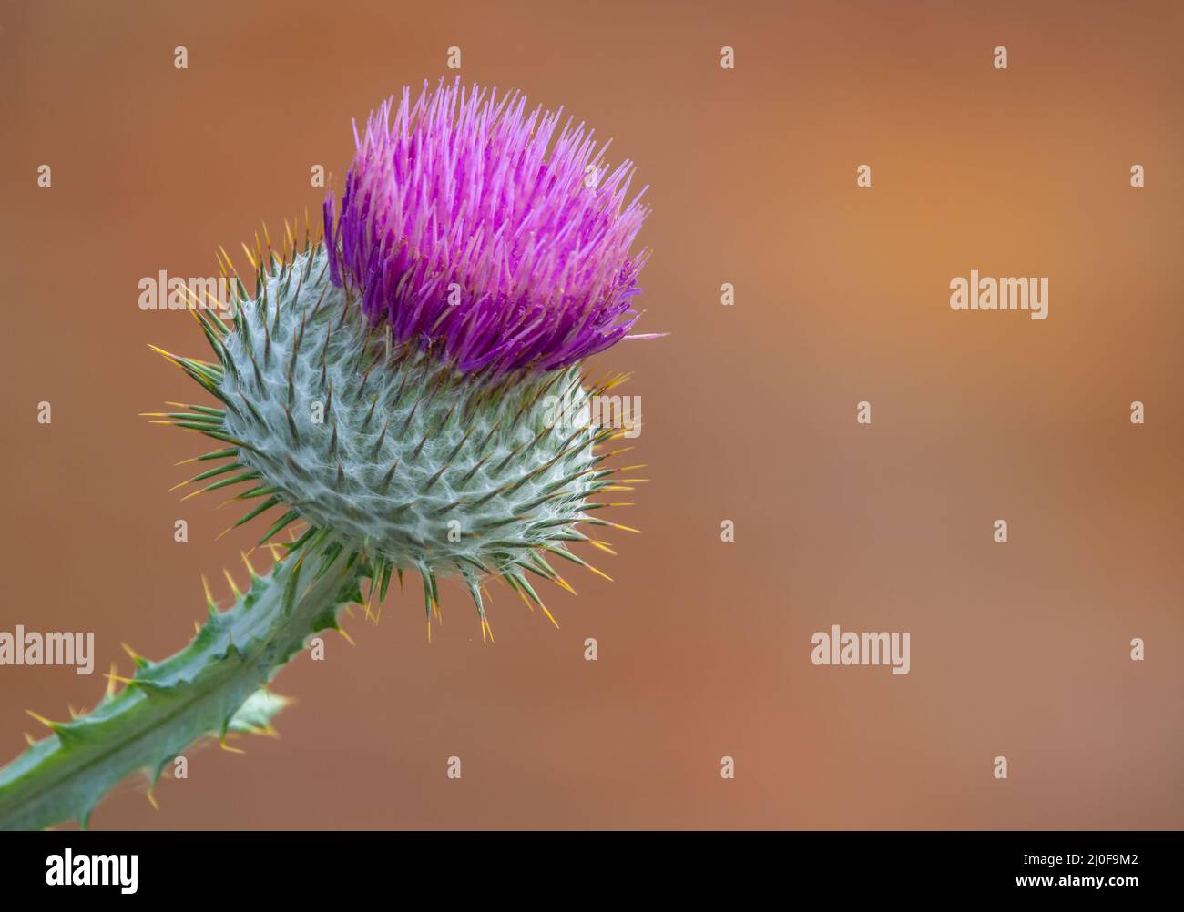 Scottish thistle national emblem hi-res stock photography and images ...