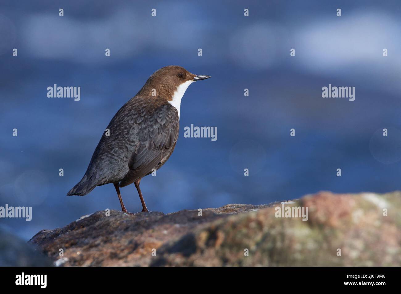White-throated dipper in spring Stock Photo - Alamy