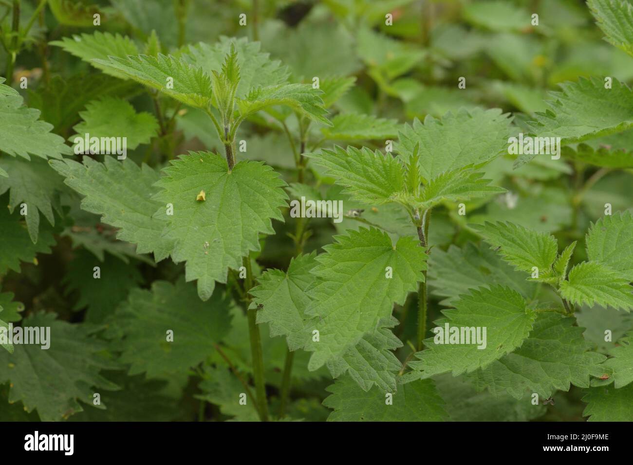 Nettle image hi-res stock photography and images - Alamy