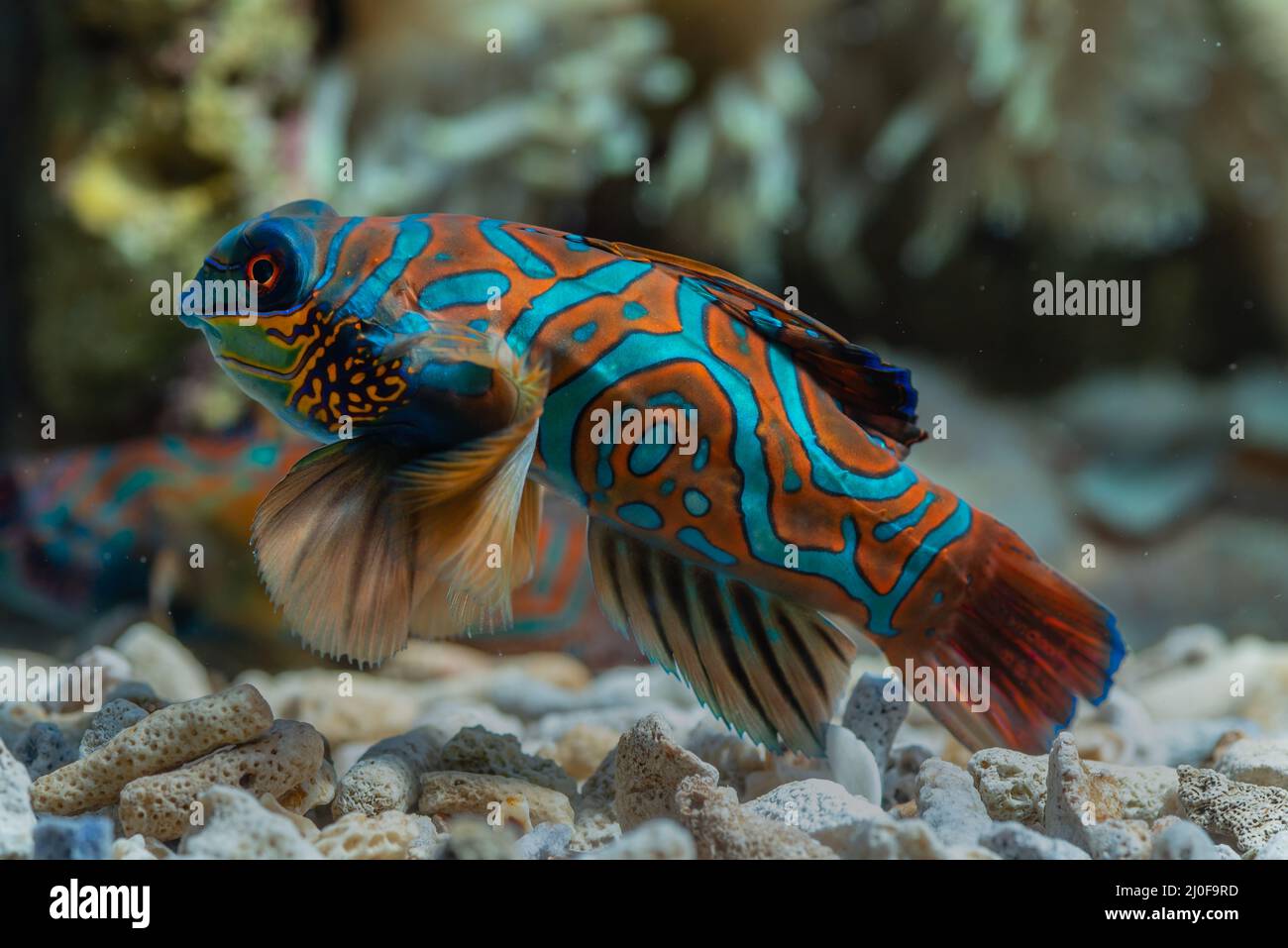 Saltwater fish hi-res stock photography and images - Alamy