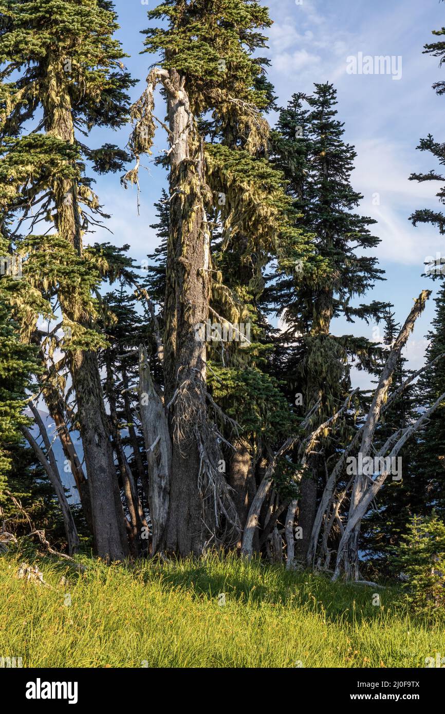 cluster of worn down trees growing together Stock Photo - Alamy