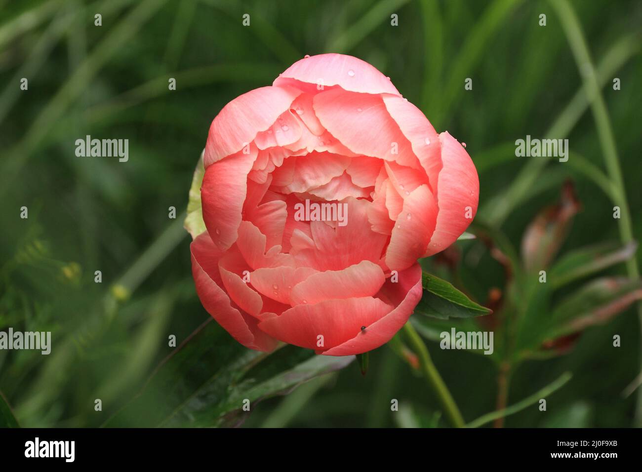 Rose peony flower Stock Photo - Alamy