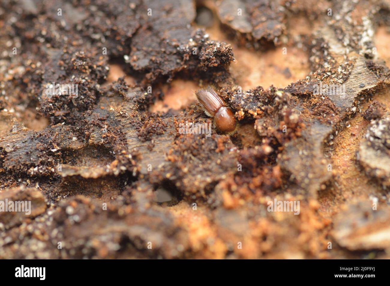 Spruce bark beetle hi-res stock photography and images - Alamy