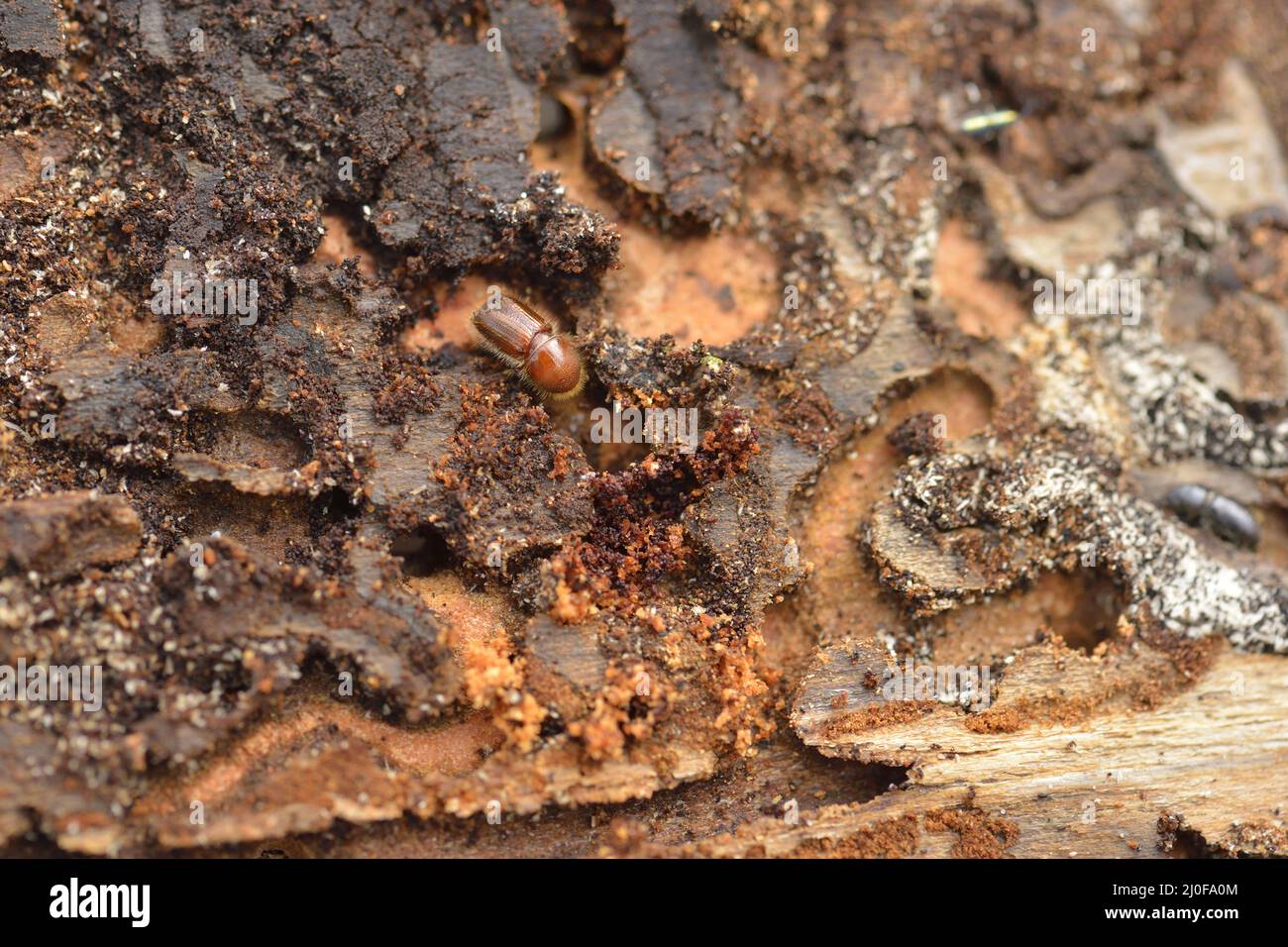 Spruce bark beetle hi-res stock photography and images - Alamy