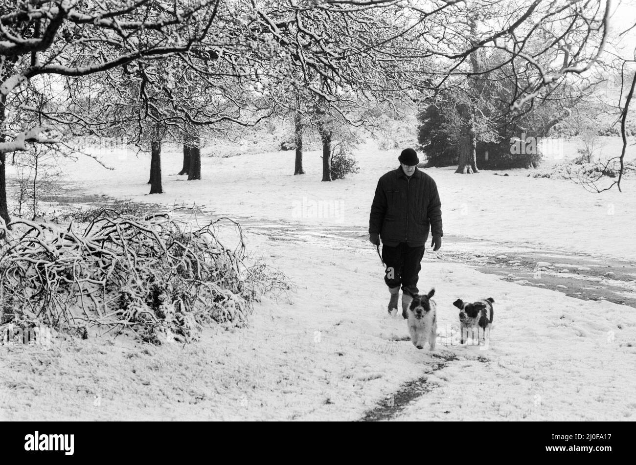 Man walking dogs snow Black and White Stock Photos & Images - Alamy