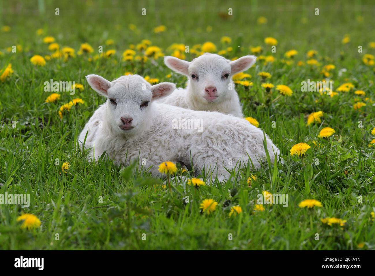 Confident sheep hi-res stock photography and images - Alamy