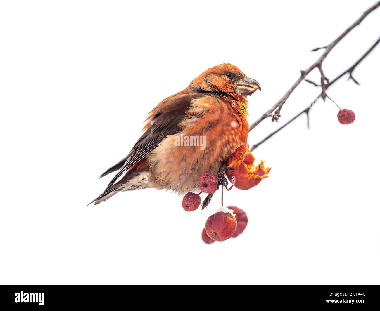 Red Crossbill male sitting on the tree branch and eats wild apple ...