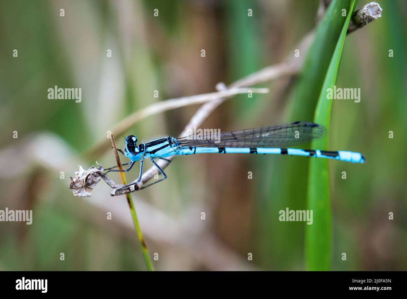 Dragonfly arrow hi-res stock photography and images - Alamy