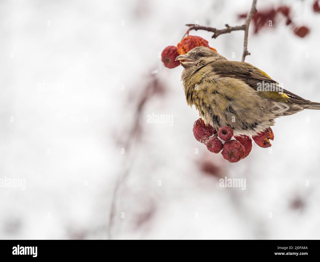 Red Crossbill female sitting on the tree branch and eats wild apple ...