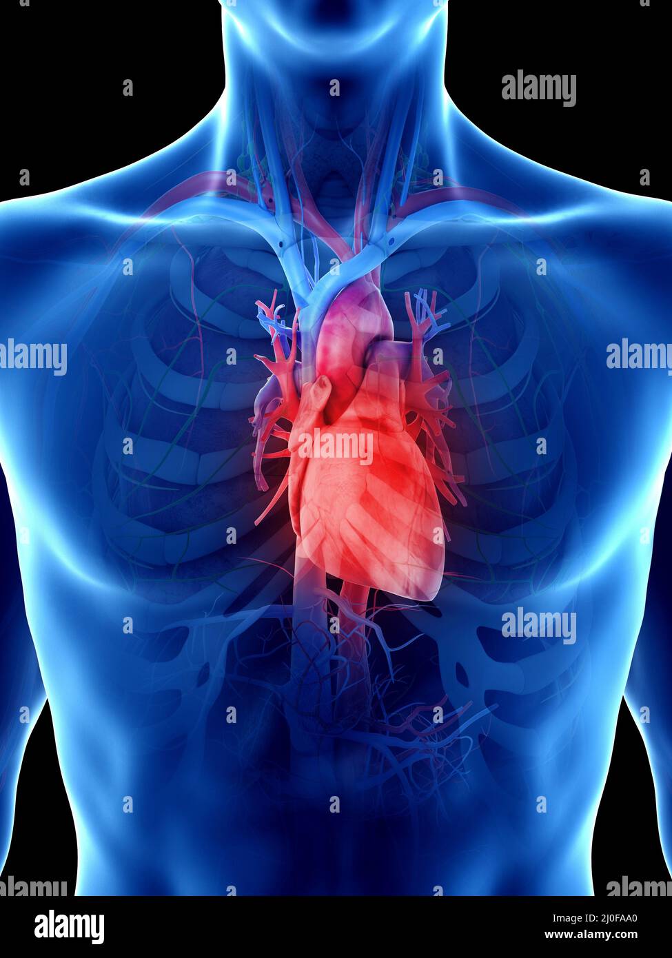 Man's heart, illustration Stock Photo - Alamy