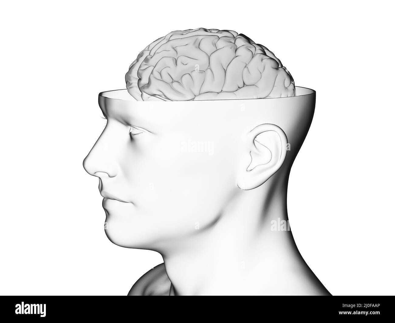 Brain in an open head, illustration Stock Photo - Alamy