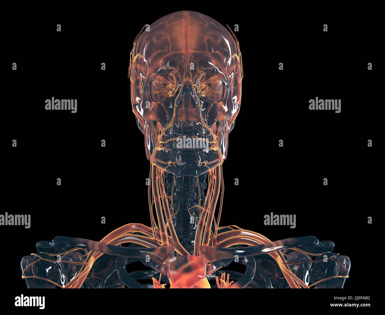 Vascular system of the neck, illustration Stock Photo - Alamy