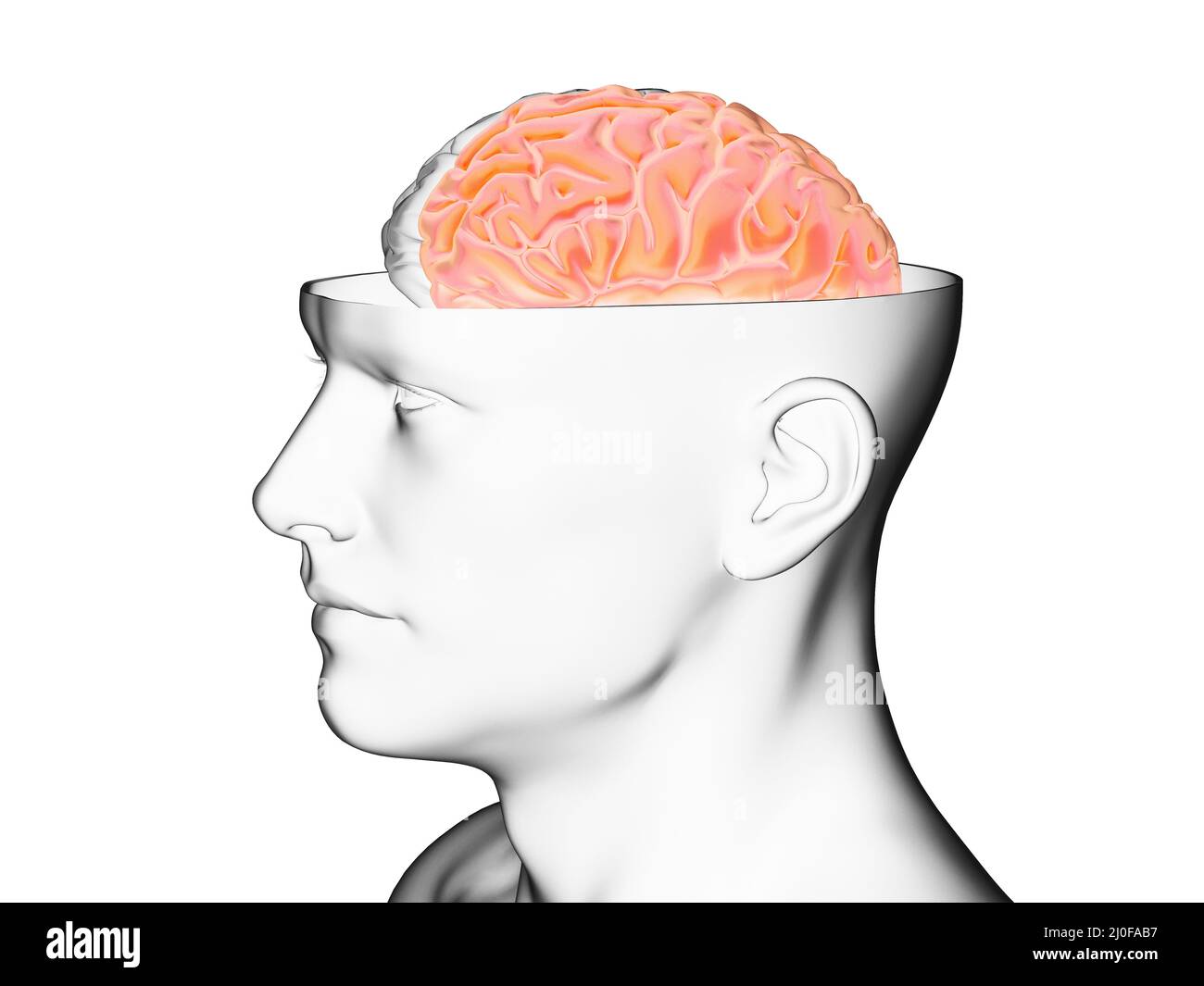 Brain hemispheres, illustration Stock Photo - Alamy