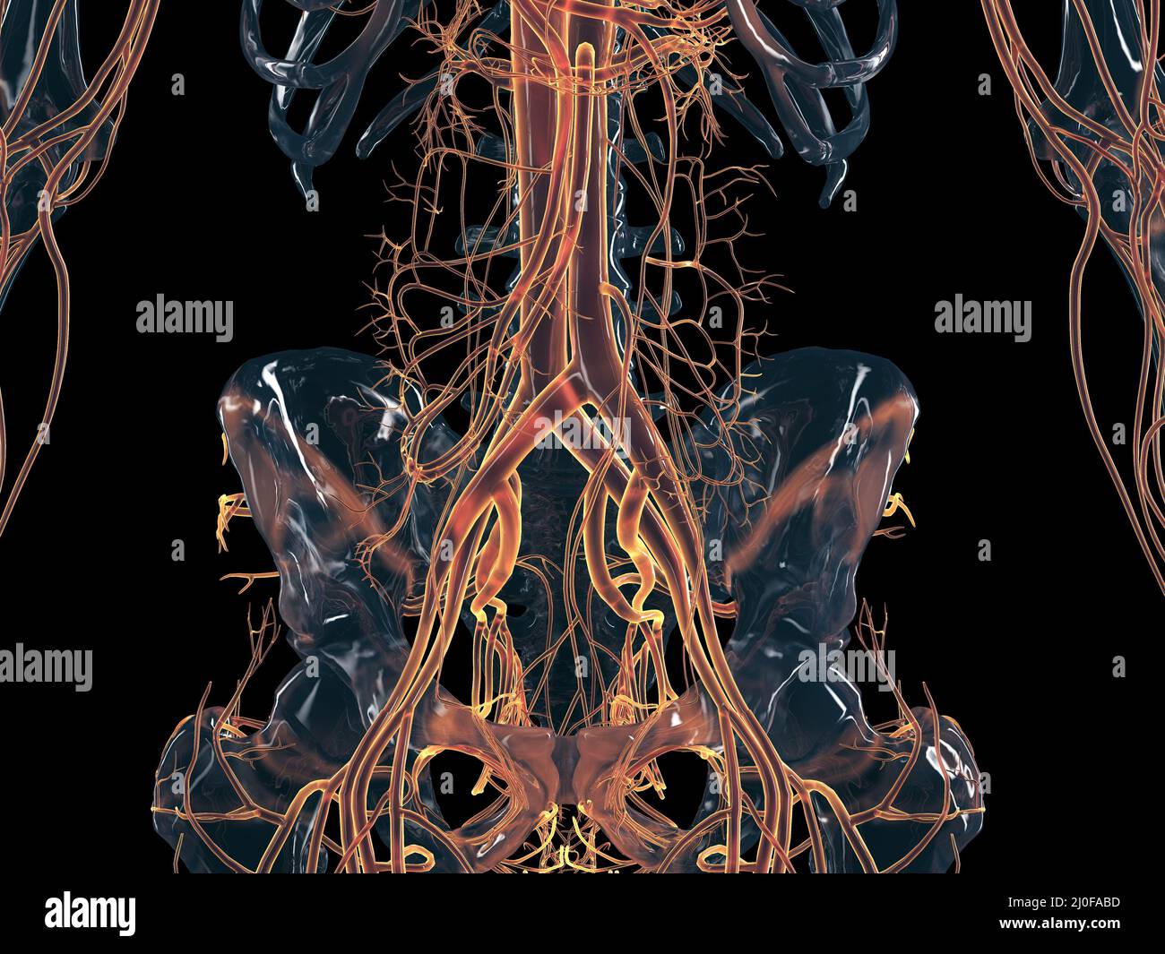 Abdominal vascular system, illustration Stock Photo - Alamy