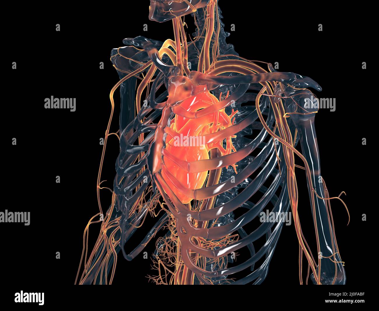 Human heart, illustration Stock Photo - Alamy