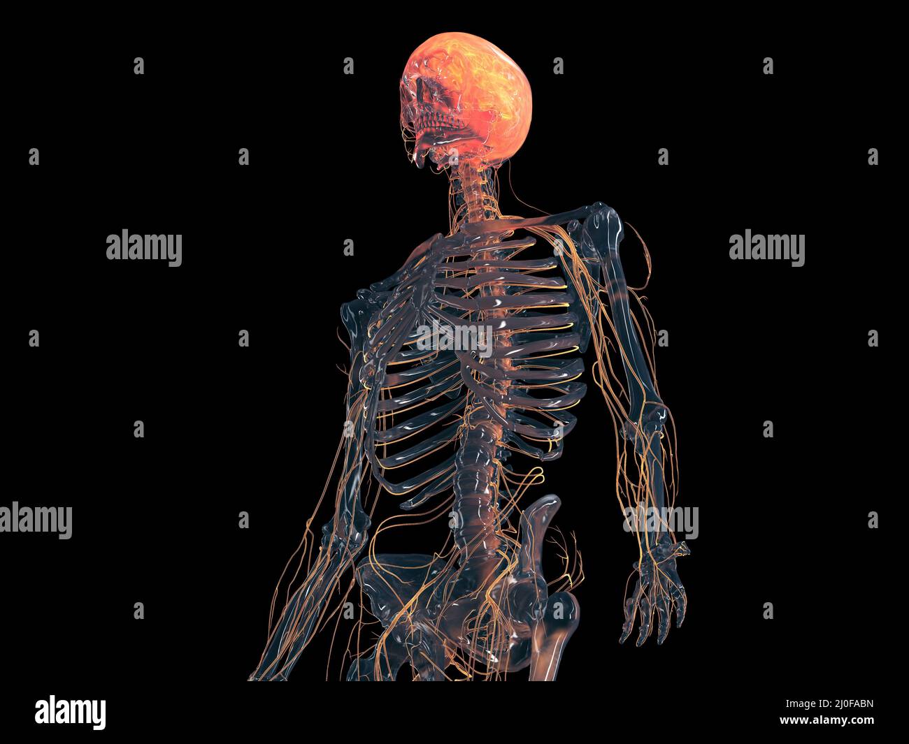 Nervous system, illustration Stock Photo - Alamy