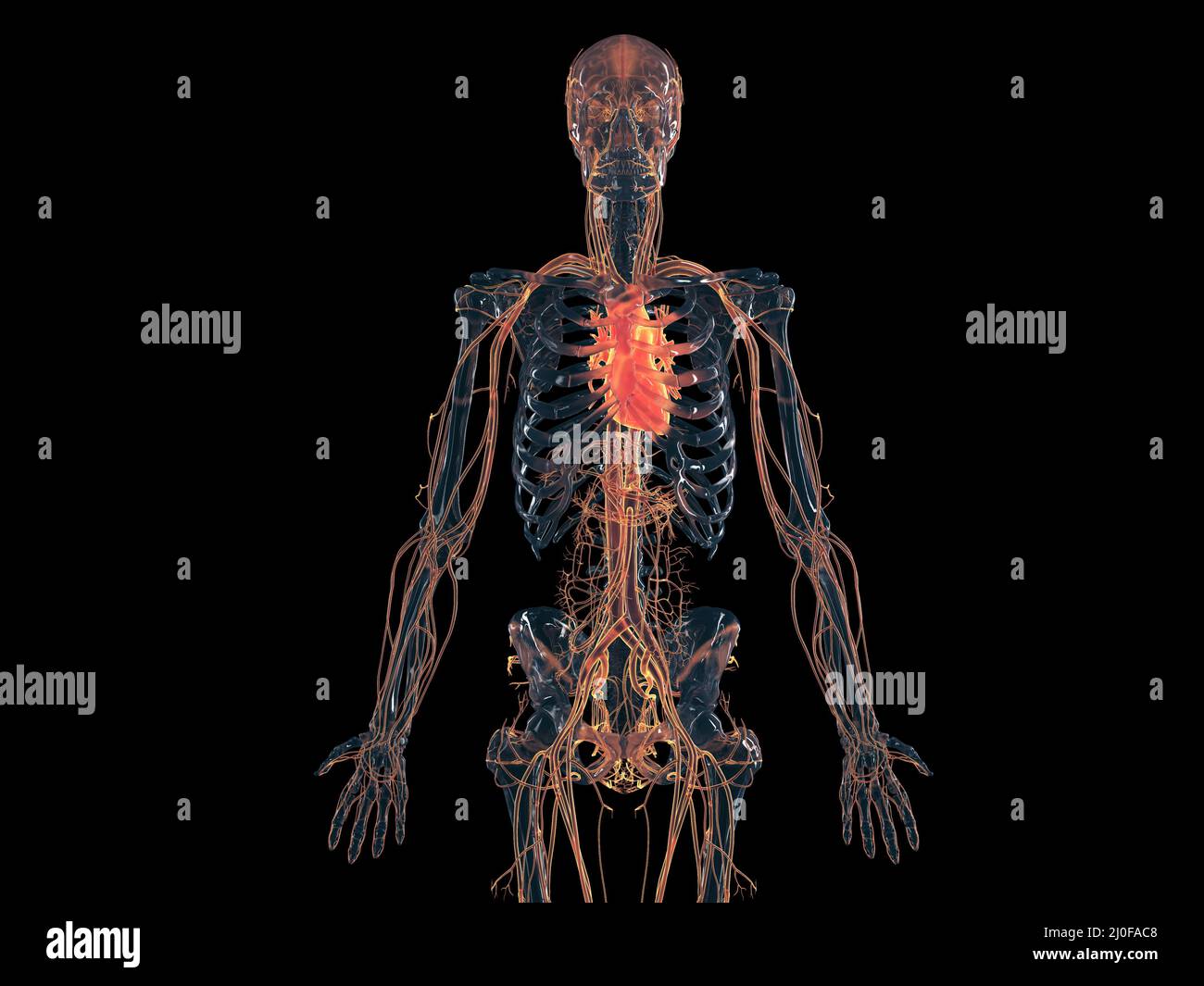 Human heart, illustration Stock Photo - Alamy