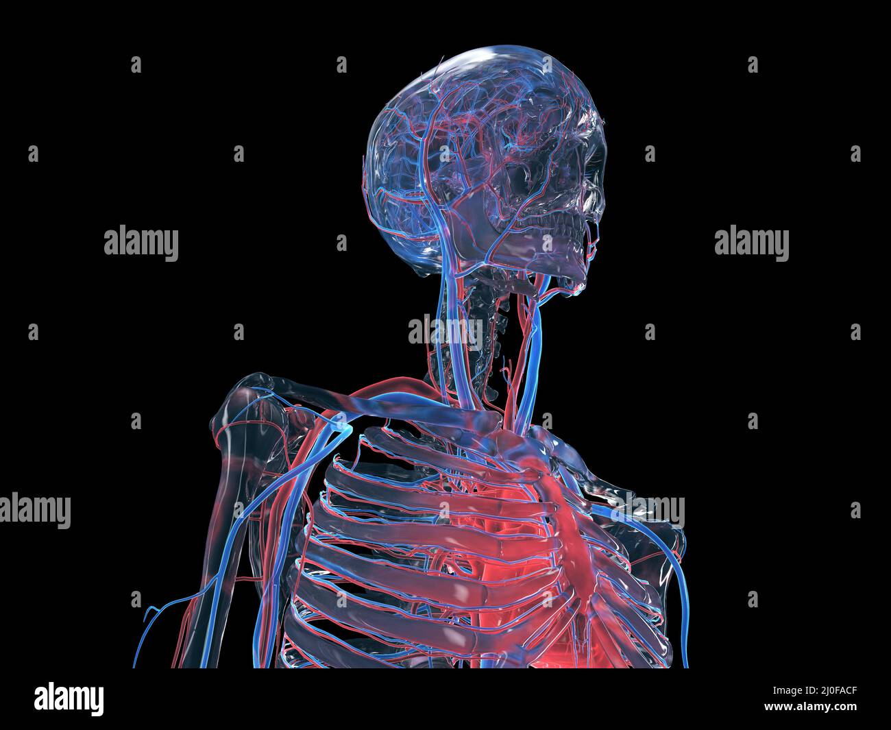 Circulatory system of the head and neck, illustration Stock Photo - Alamy