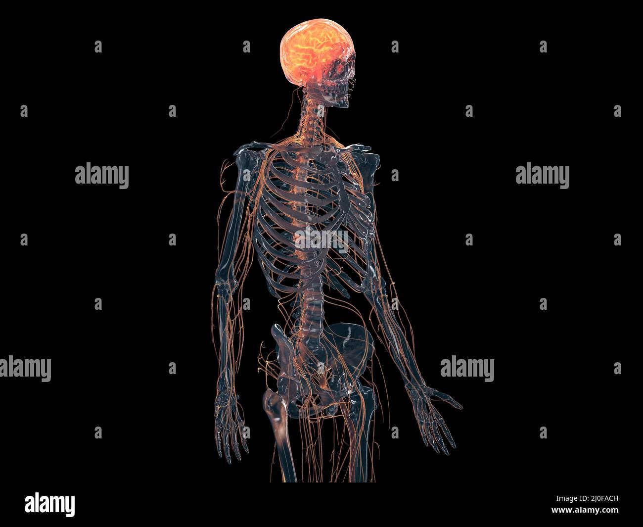 Nervous system, illustration Stock Photo - Alamy