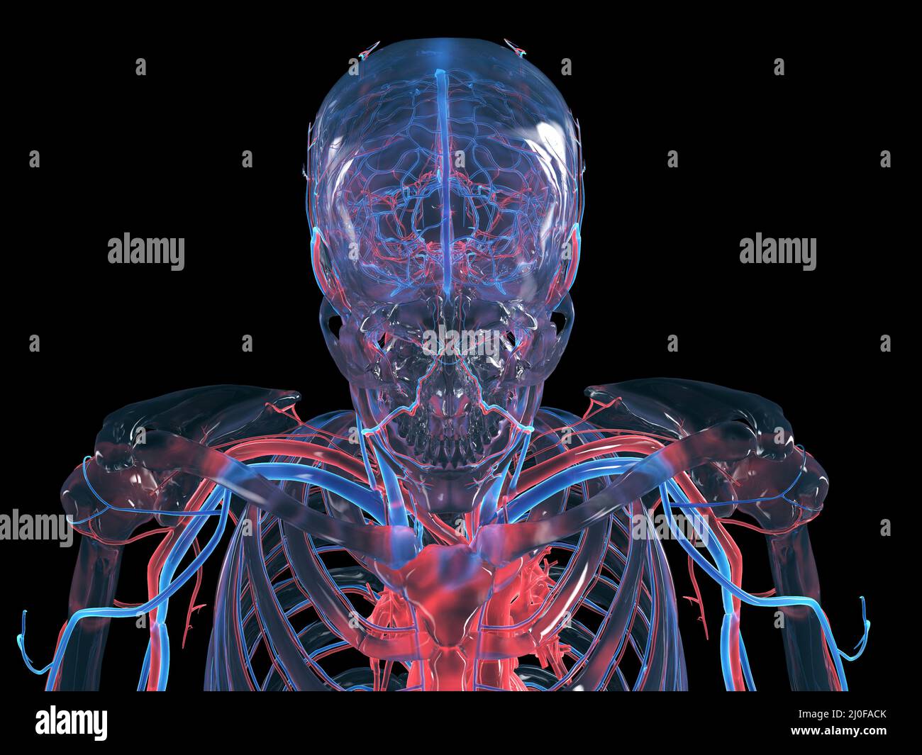 Circulatory system of the head and neck, illustration Stock Photo - Alamy