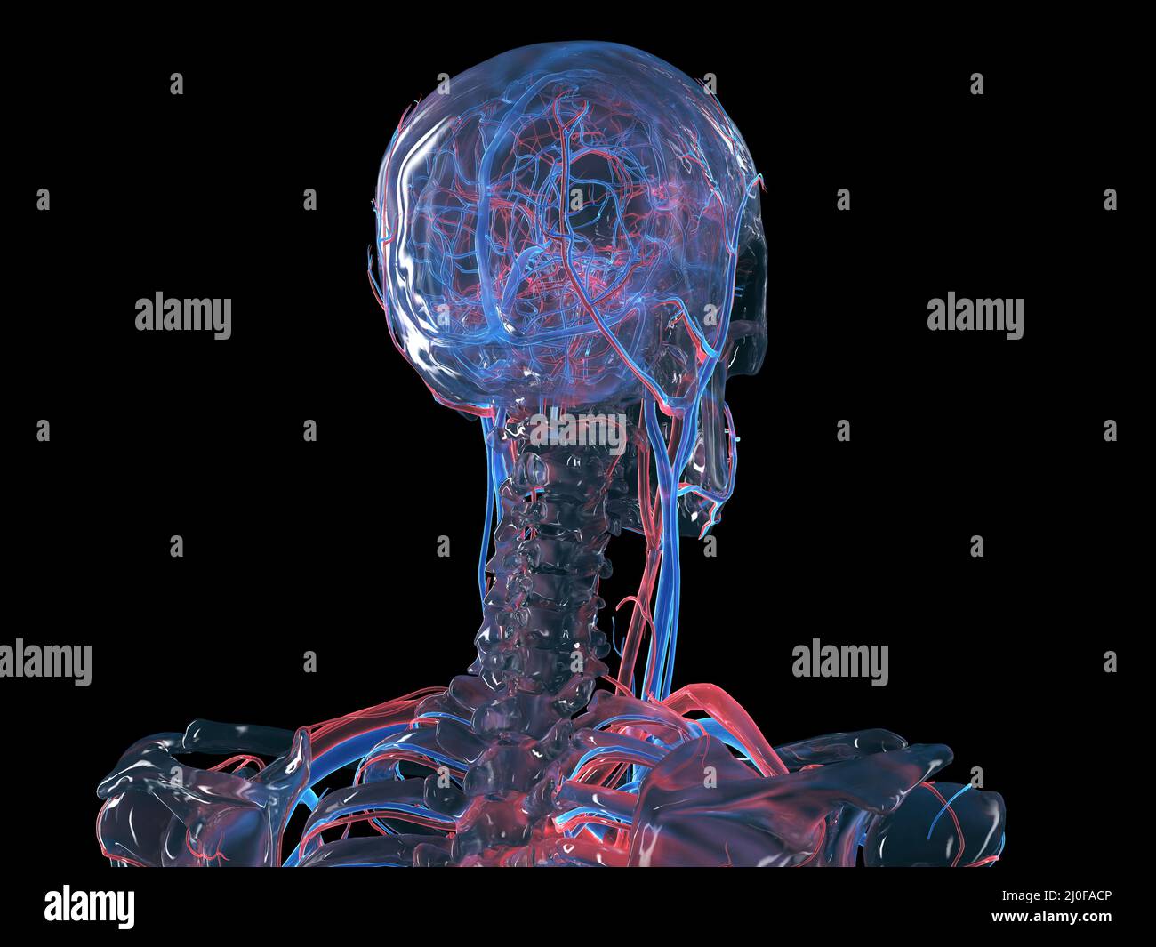 Circulatory system of the head and neck, illustration Stock Photo - Alamy