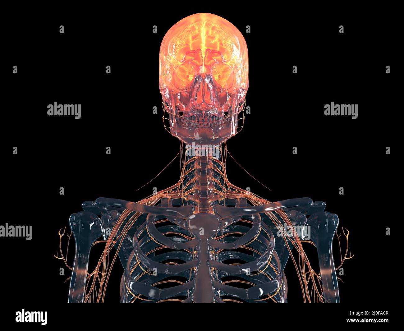Human brain, illustration Stock Photo - Alamy