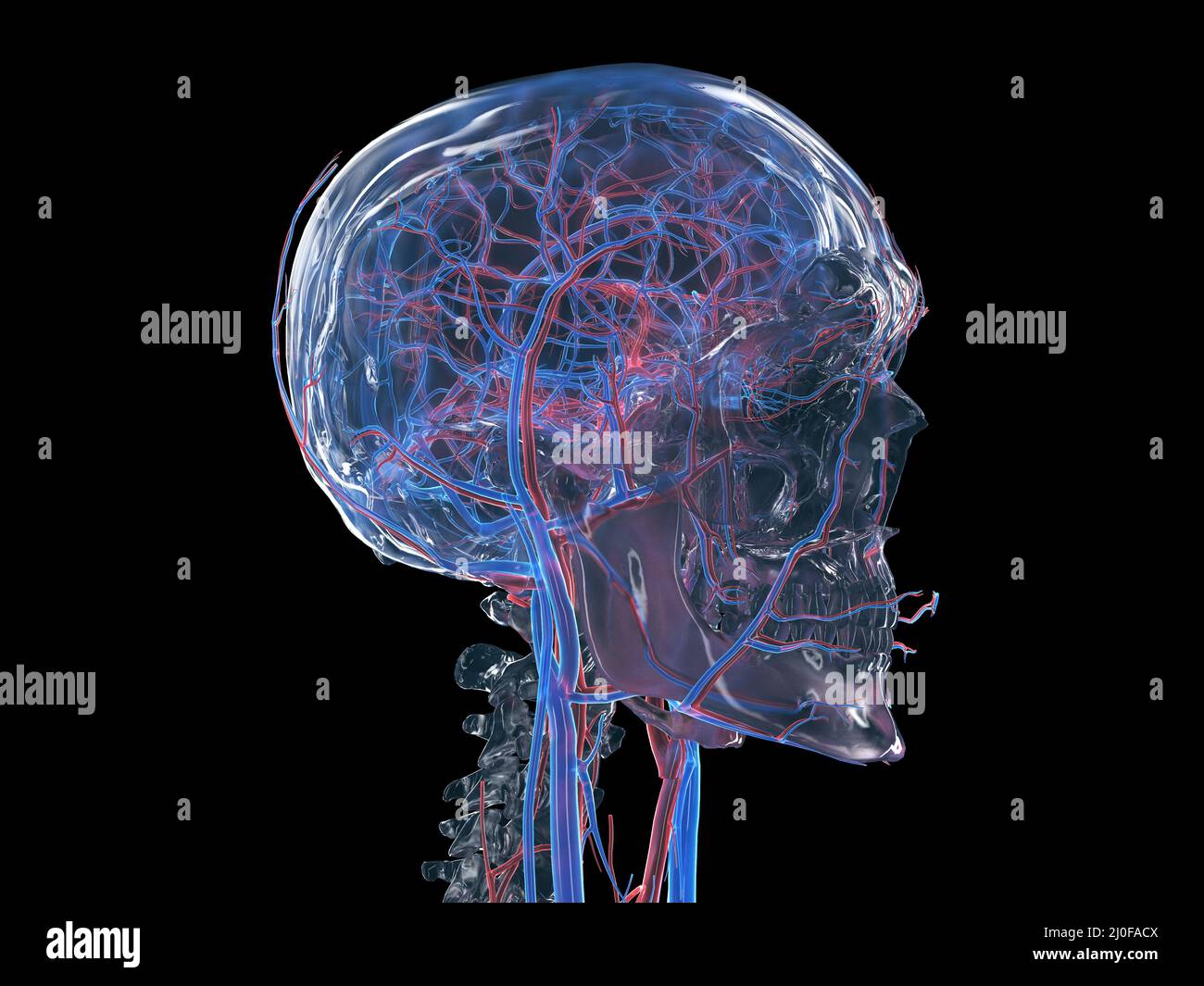 Circulatory system of the head and neck, illustration Stock Photo - Alamy