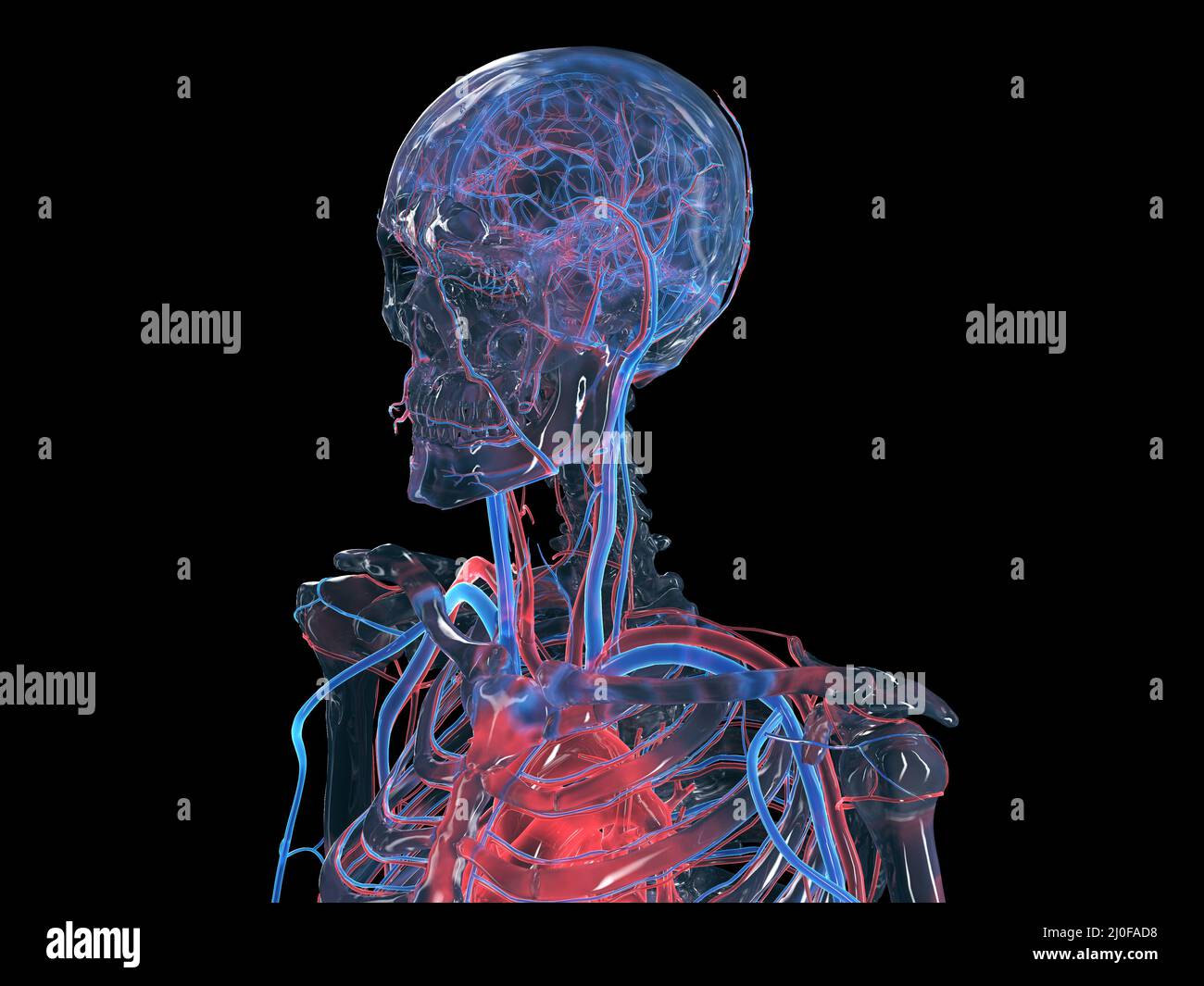 Circulatory system of the head and neck, illustration Stock Photo - Alamy