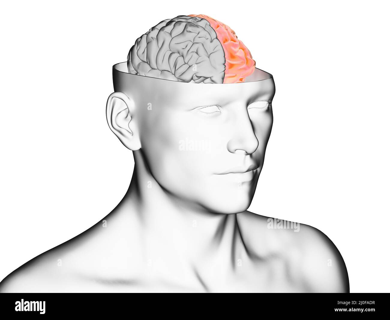 Brain hemispheres, illustration Stock Photo - Alamy