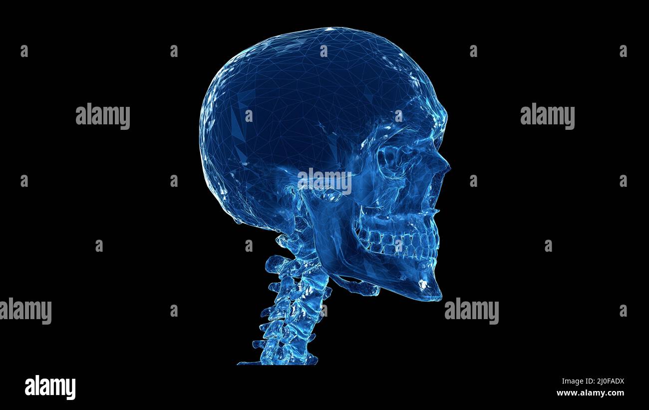 Human skull, illustration Stock Photo - Alamy