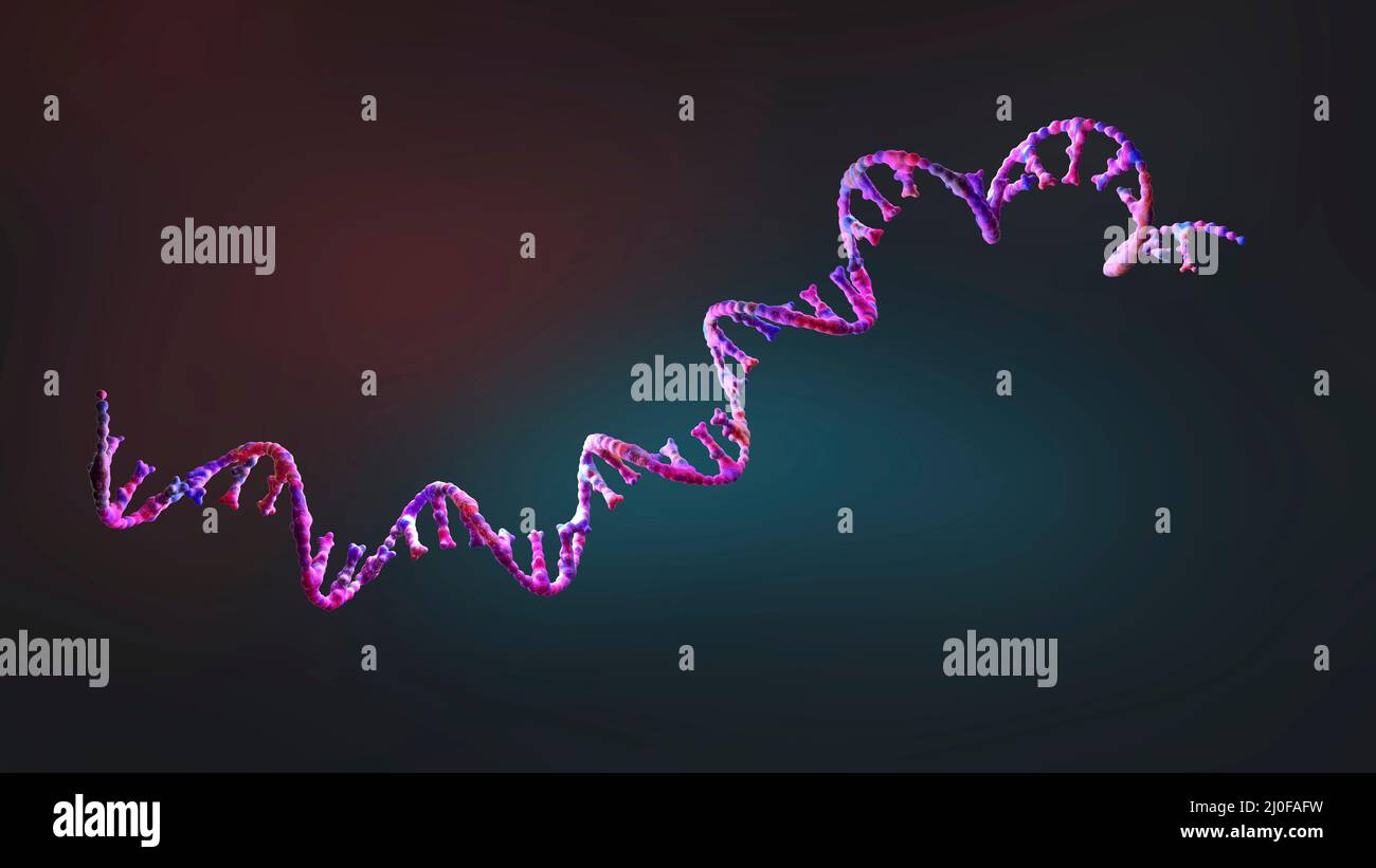 Ribonucleic acid strand, illustration Stock Photo - Alamy