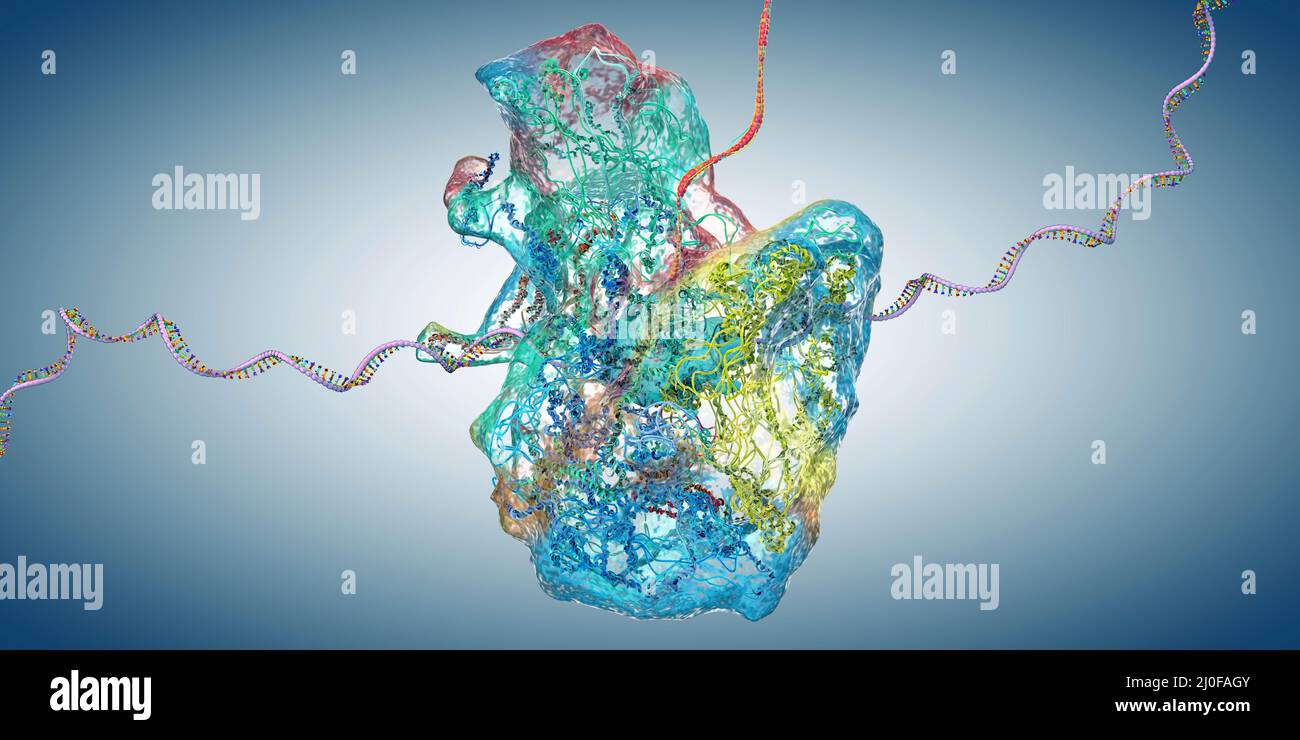 Ribosome translation hi-res stock photography and images - Alamy