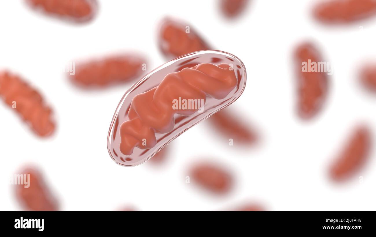 Mitochondria 3d hi-res stock photography and images - Alamy