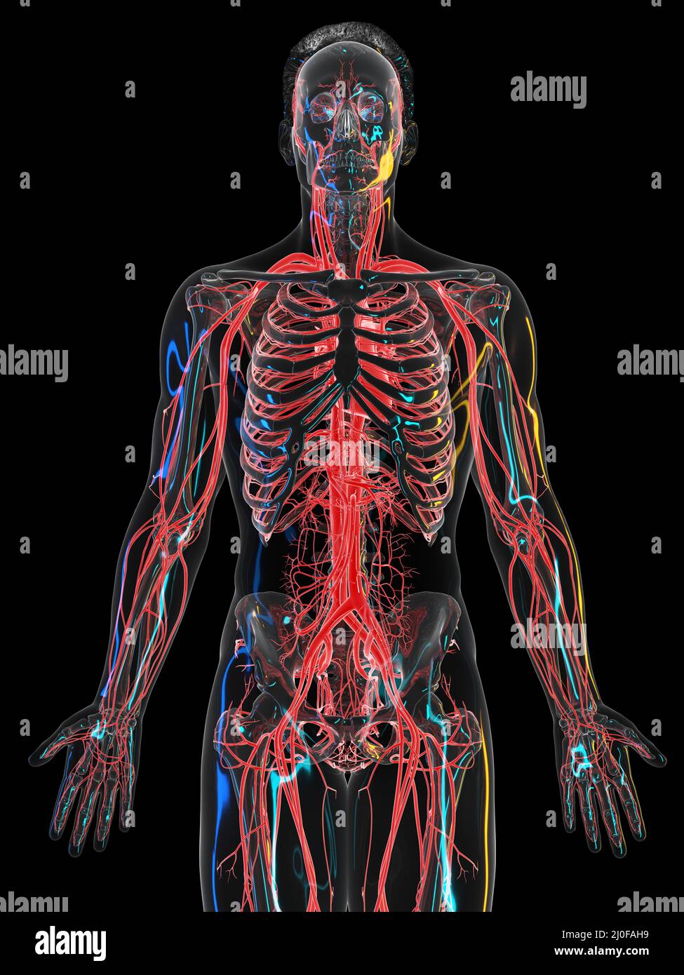 Vascular system, illustration Stock Photo - Alamy