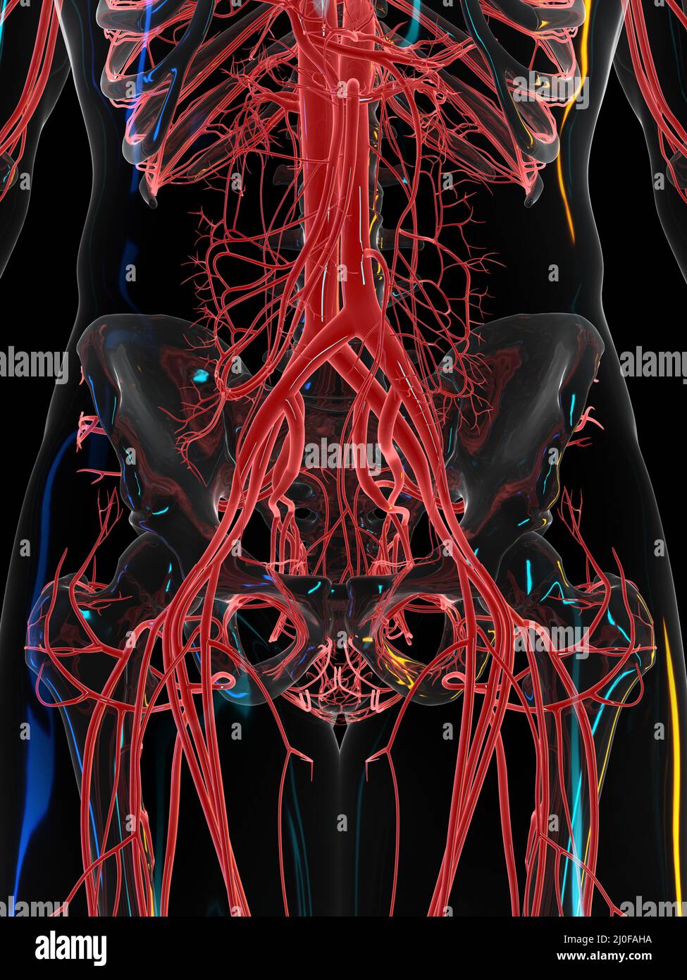 Vascular system, illustration Stock Photo - Alamy