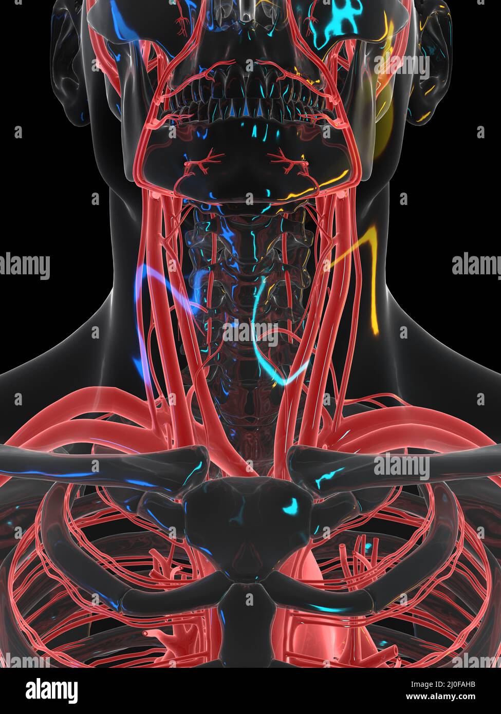 Vascular system of the neck, illustration Stock Photo - Alamy