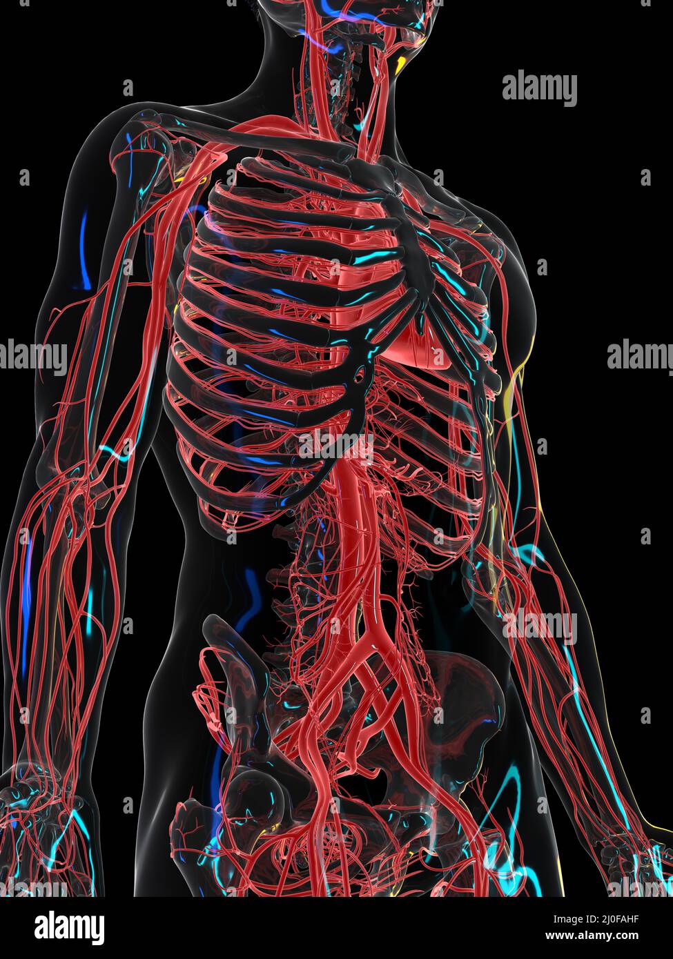 Vascular system, illustration Stock Photo - Alamy