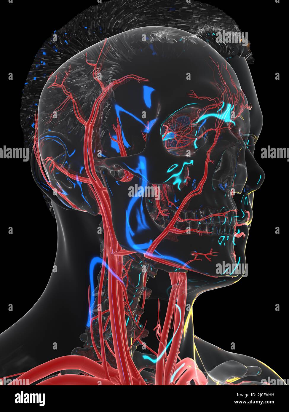 Vascular system of the head, illustration Stock Photo - Alamy