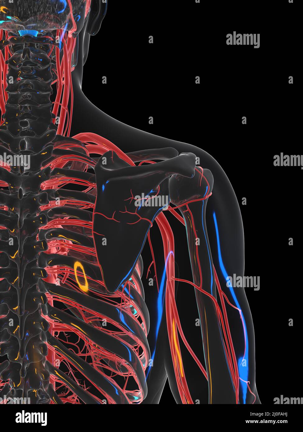 Vascular system of the shoulder, illustration Stock Photo - Alamy