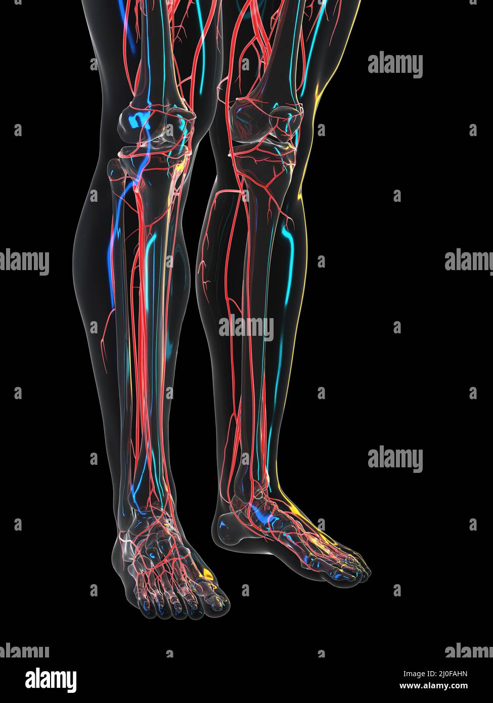 Vascular system of the legs, illustration Stock Photo - Alamy