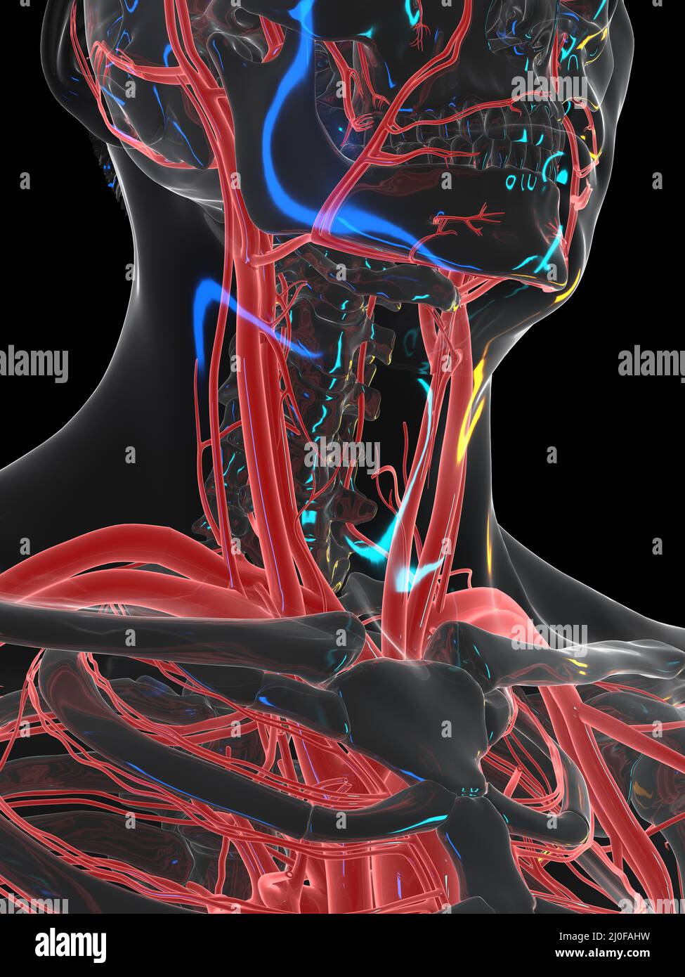 Vascular system of the neck, illustration Stock Photo - Alamy