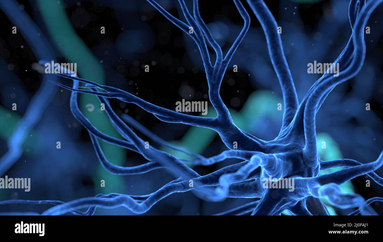 Human nerve cell, illustration Stock Photo - Alamy