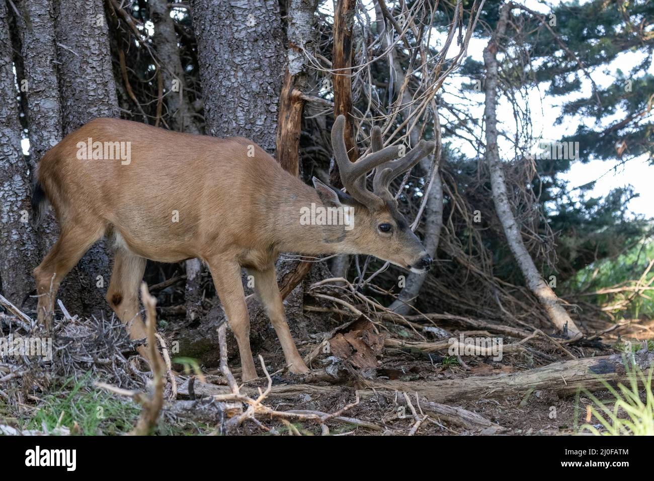 lone adult deer walking near tall pine trees Stock Photo - Alamy