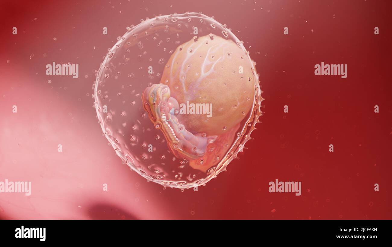 Human embryo at week 4, illustration Stock Photo - Alamy