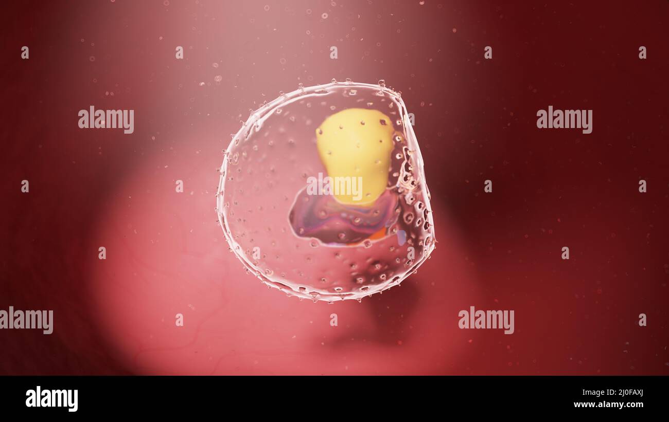 Human embryo at week 3, illustration Stock Photo - Alamy