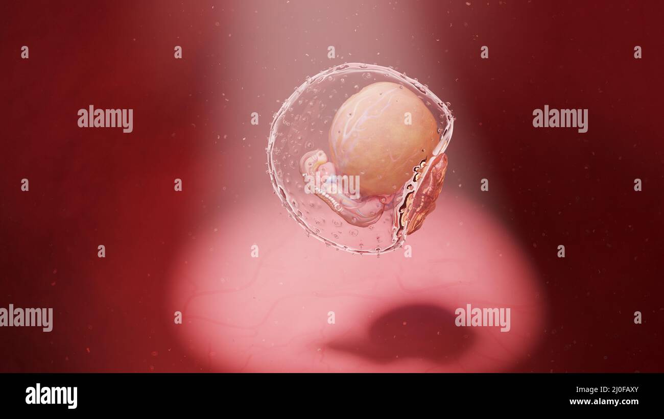 Human embryo at week 4, illustration Stock Photo - Alamy