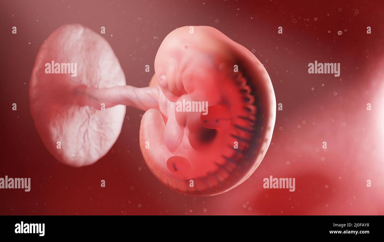 Human embryo at week 5, illustration Stock Photo - Alamy