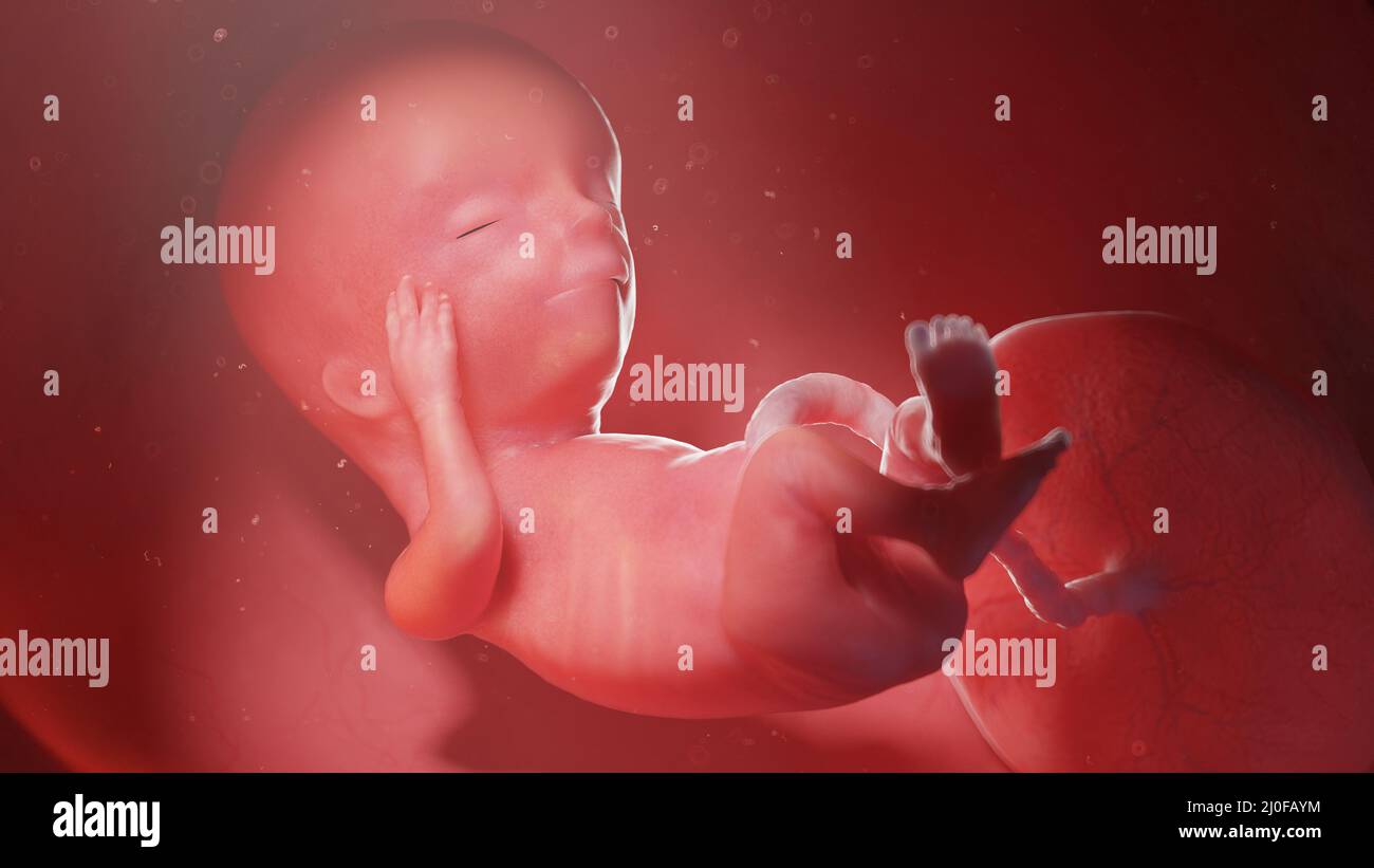 13 week fetus hi-res stock photography and images - Alamy