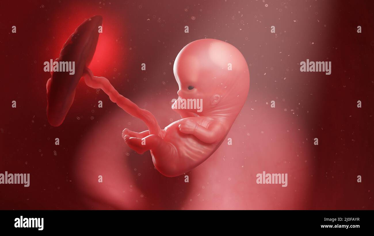 Human fetus at week 10, illustration Stock Photo - Alamy